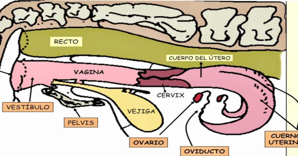 ANATOMÍA Y FISIOLOGÍA DEL APARATO REPRODUCTOR FEMENINO DE ANIMALES ...