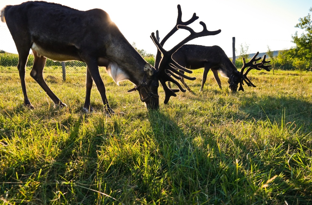 CLASA NOASTRĂ: Lucruri interesante despre reni
