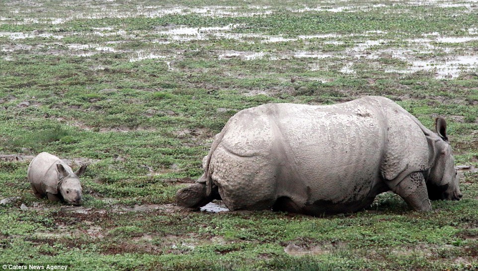 White Wolf : Stuck in the mud! Rhino rescues baby from bog in ultimate ...