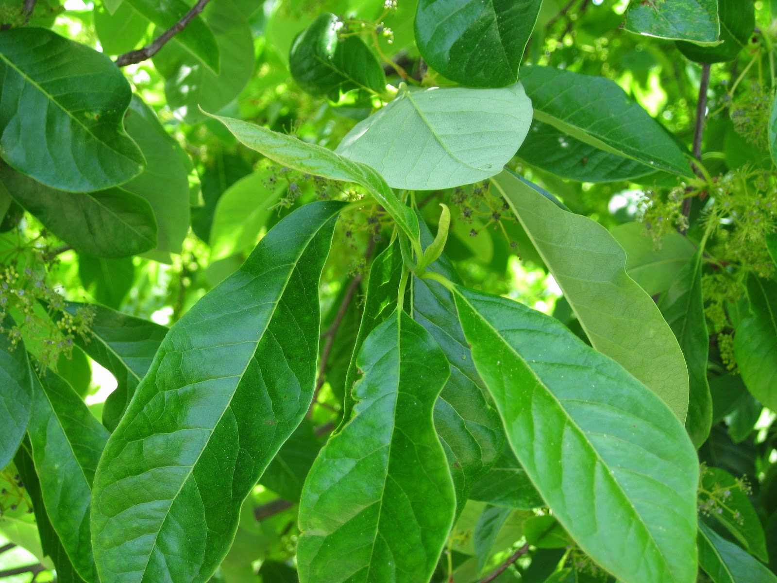 Trees of Santa Cruz County: Nyssa sylvatica - Tupelo tree