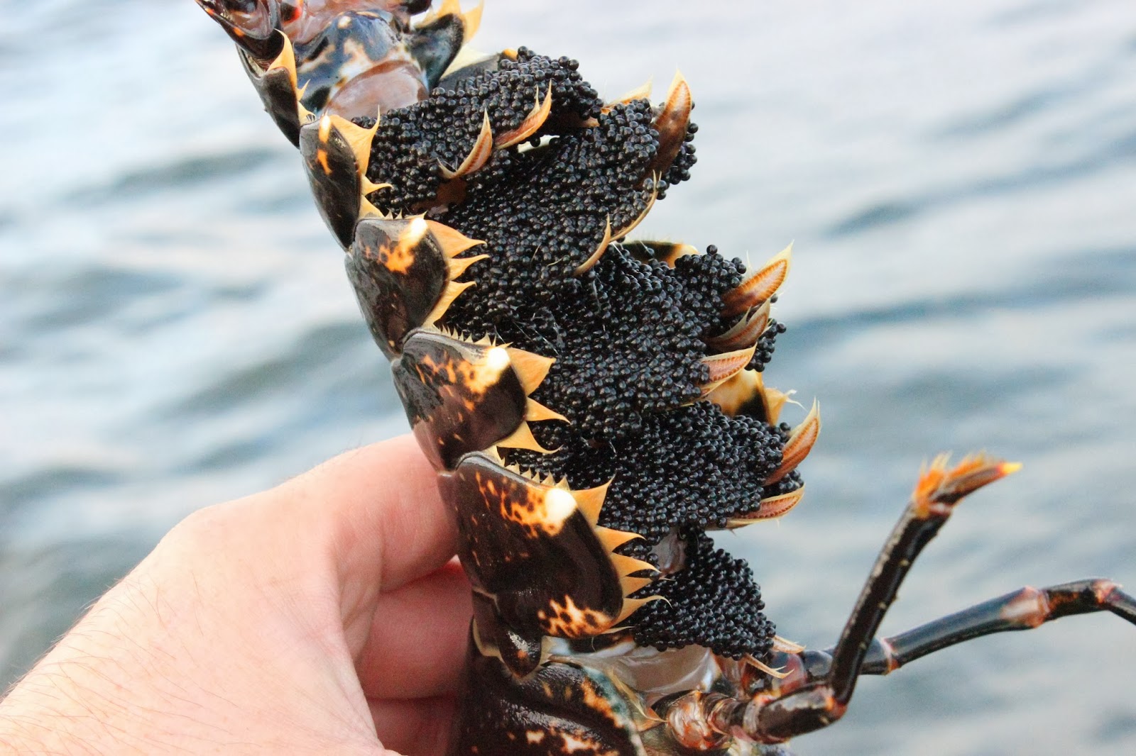 Team Blega: Hummerfiske 2013 Godt i gang