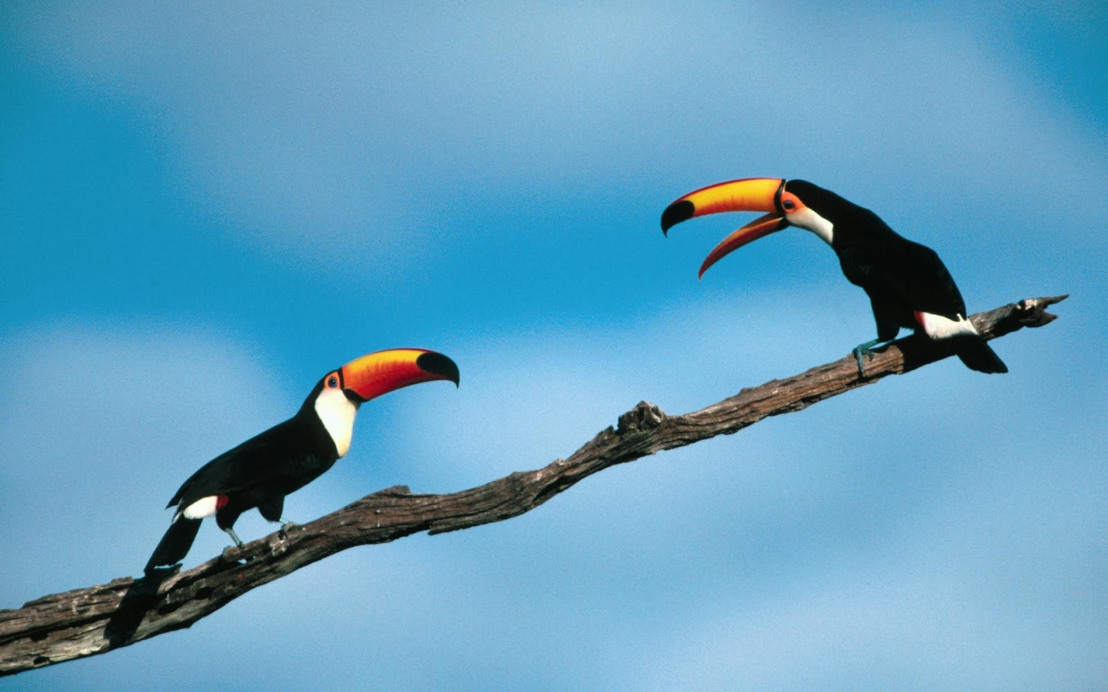 Toucans talking Wallpaper - Wallpapers For You | All the best wallpapers