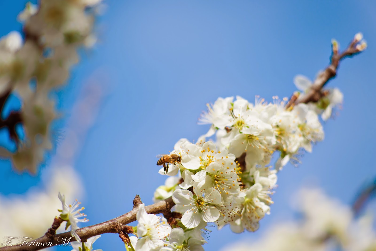 LE API E L'APICOLTURA - APIMANIA: Api su fiori di prugno