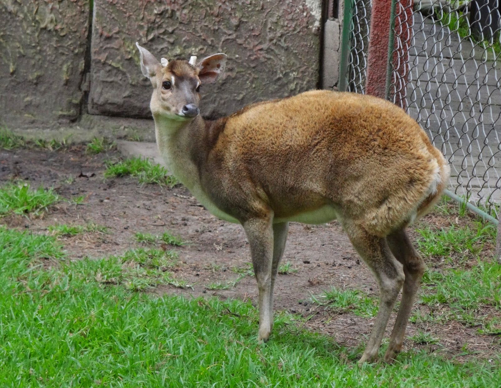 Mazama Gouazoubira Animals | Amazing Facts & Info | The Wildlife