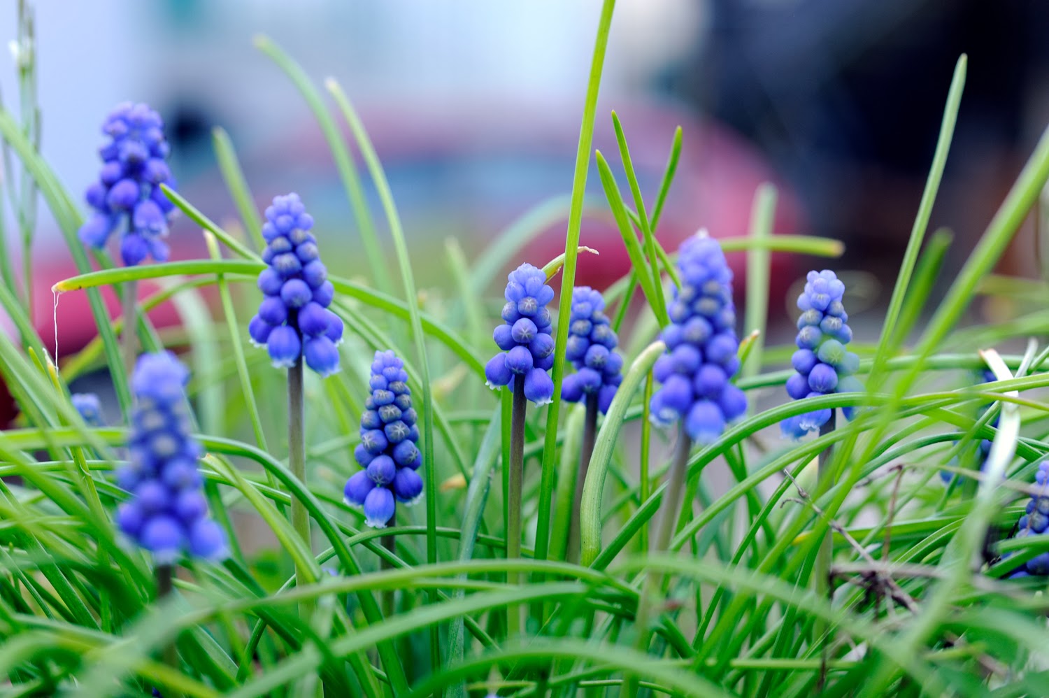 Planta: Muscari negletum Tem.