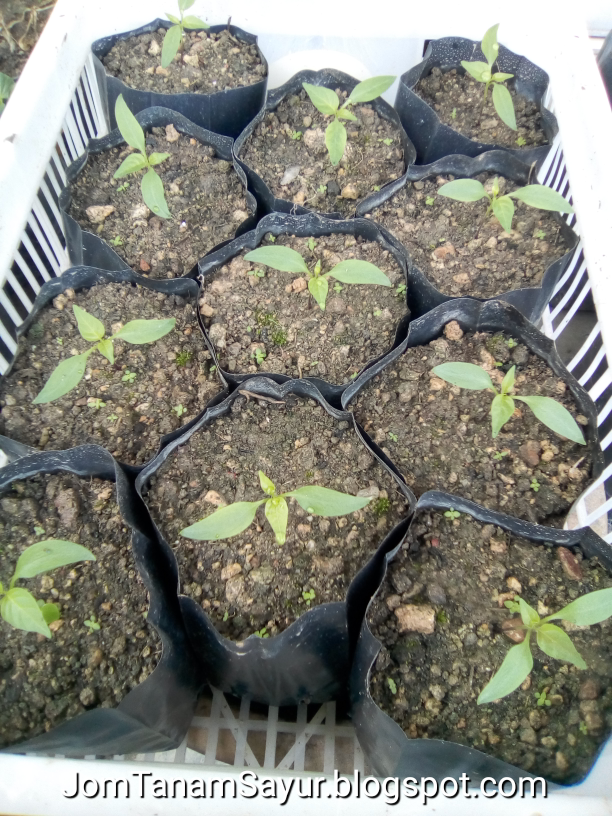 Jom Tanam Sayur ( JTS ) : Semaian Cili Dan Tomato Sudah TumbuhJom Tanam ...