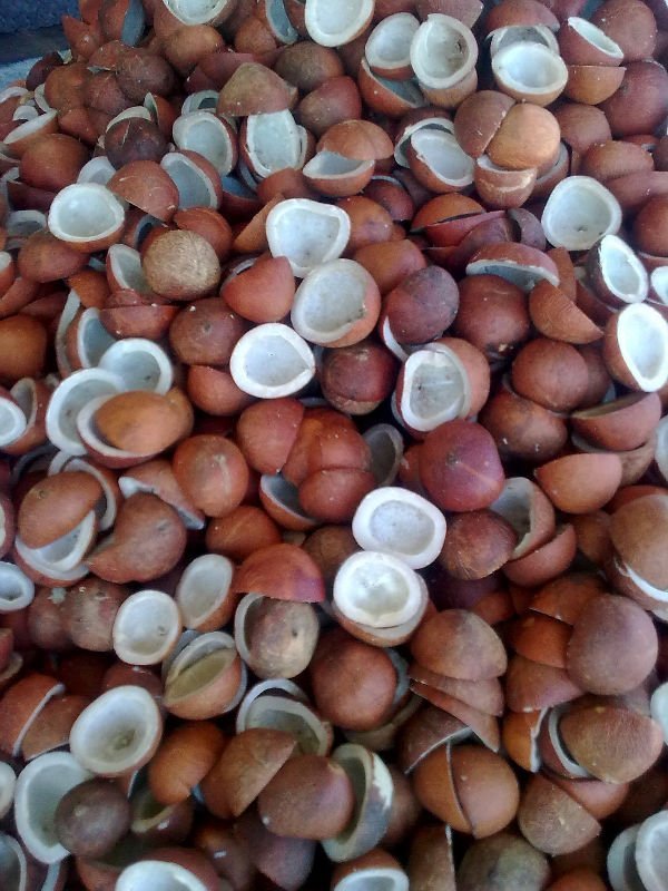 Indonesia White Copra