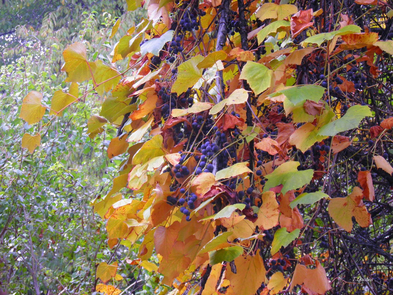 PASARI DIN ROMANIA: BOTGROS, Coccothraustes coccothraustes