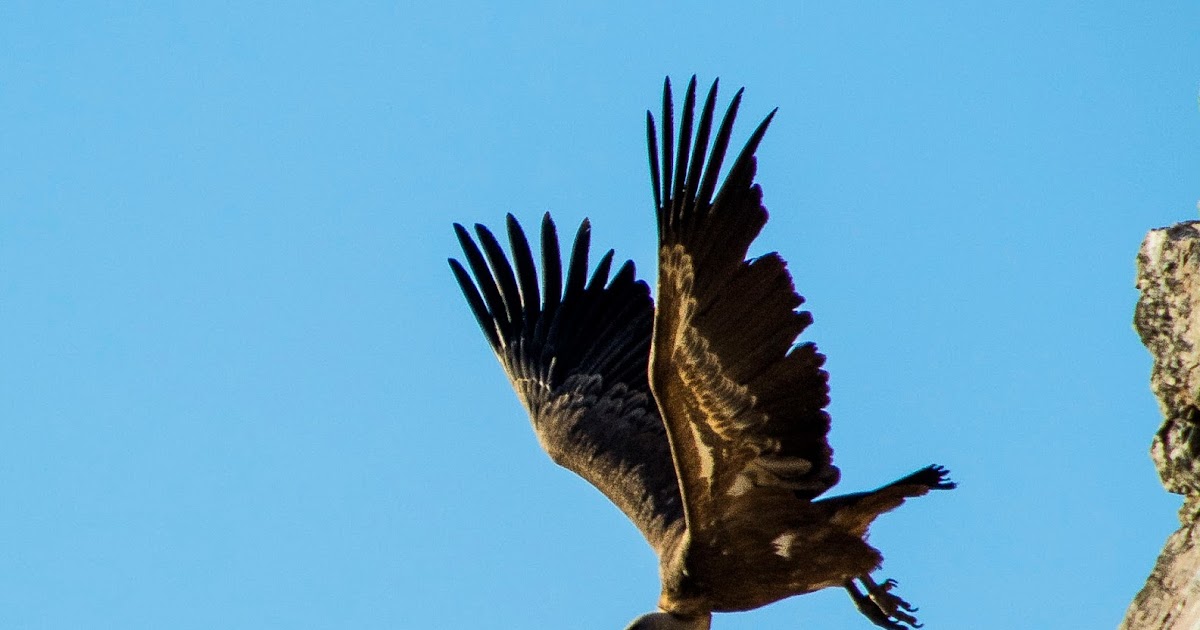 Buitre Leonado despegando de su aposadero | Fotografía Demetrio Fernández
