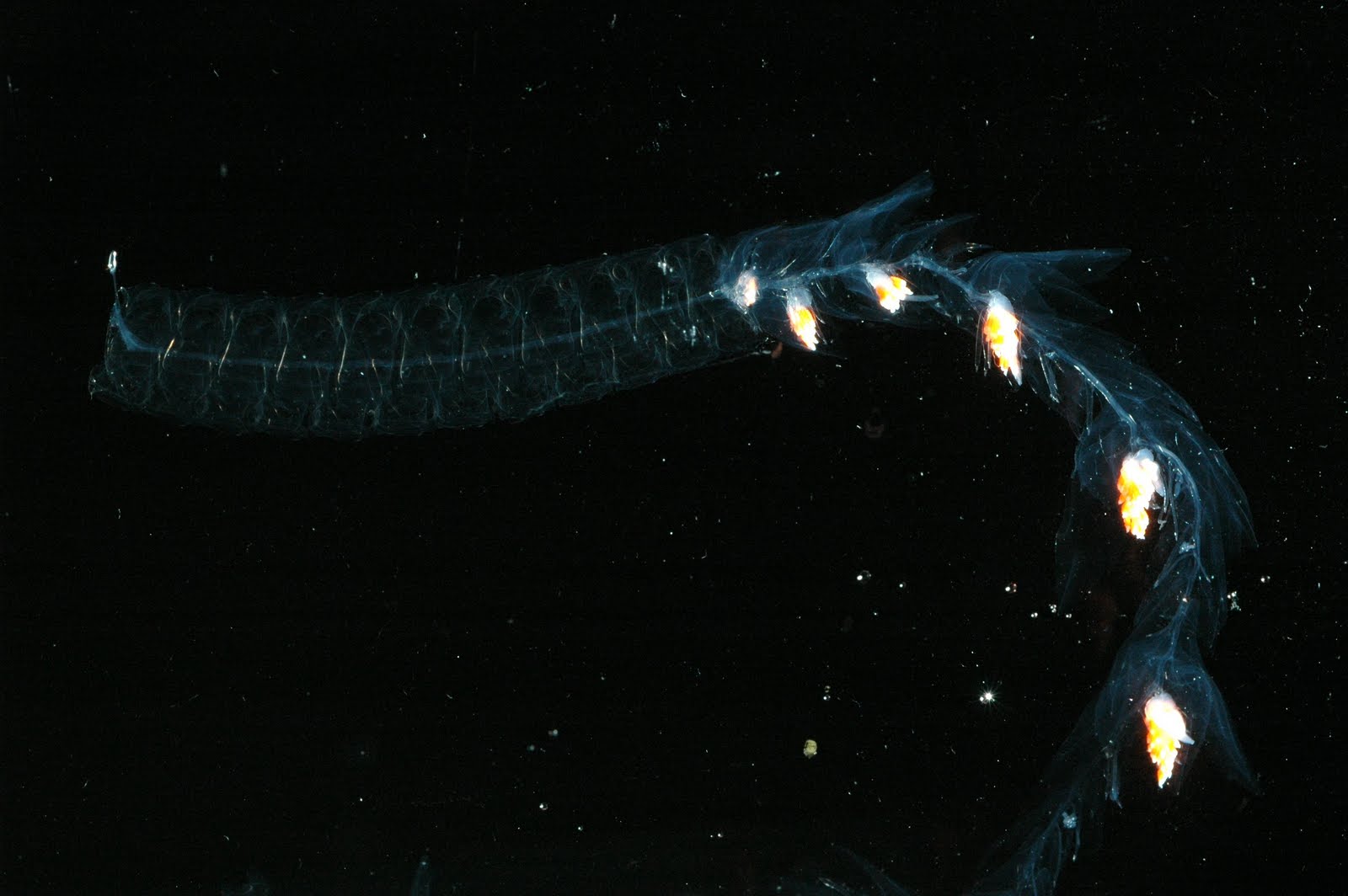 Braided Stream: Siphonophore