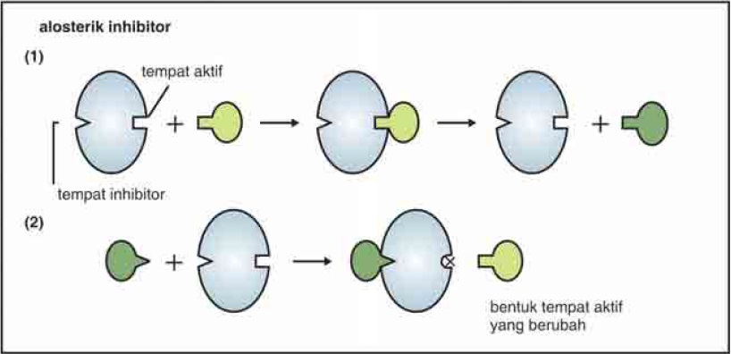 Sifat-Sifat Enzim dan Faktor-Faktor yang Mempengaruhi Aktivitas Enzim ...