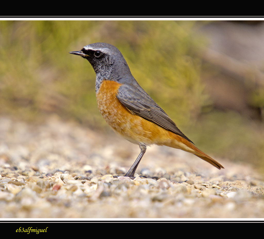 Miguel fotografia: Colirrojo real (Phoenicurus phoenicurus)