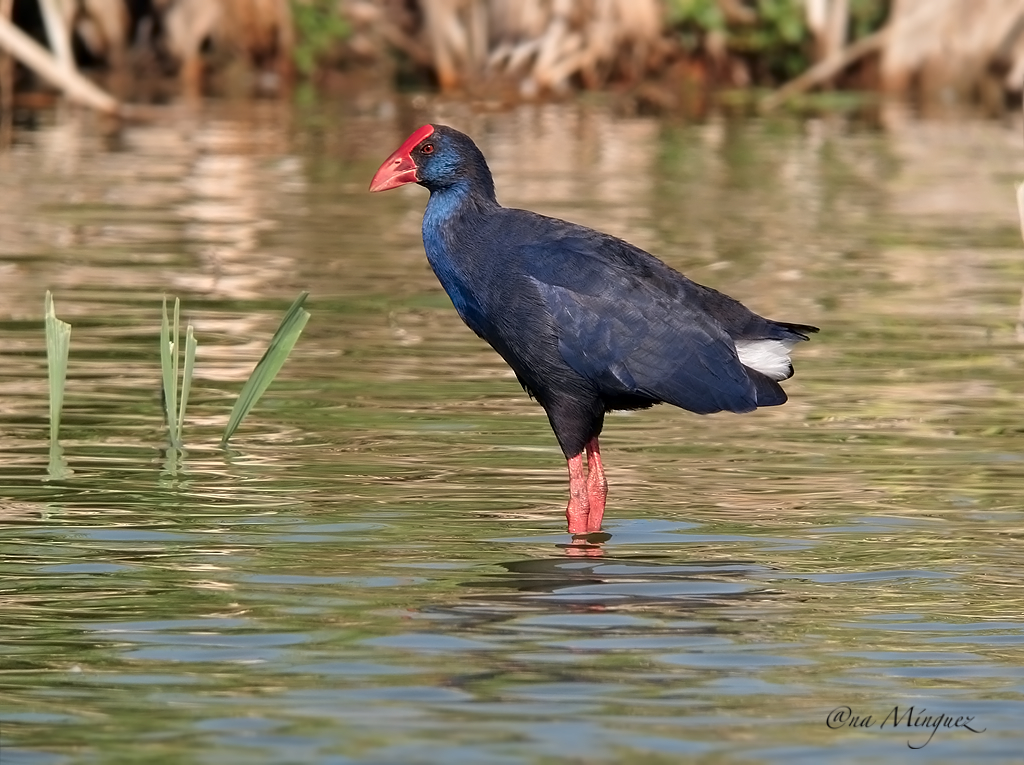 NATURANAFOTOS: Calamón común