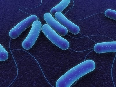 NOTICIAS DE HISTORIA NATURAL: LA FLORA BACTERIANA DEL SER HUMANO HA ...