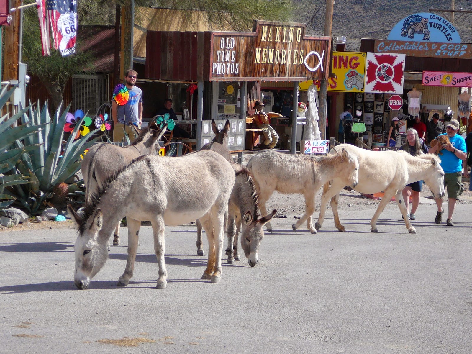 Equestrian Ink: The "Wild" Burros of Oatman, AZ