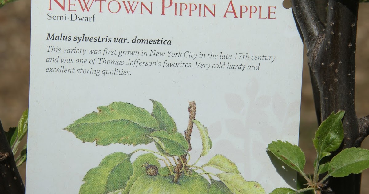 Les jardins partout: Newtown Pippin Apple Tree