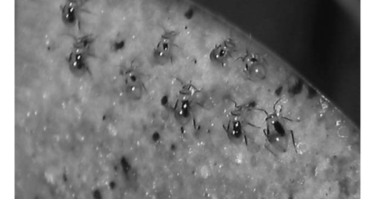 Vanilla Planifolia - Plant Disease and Insects