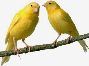 Birds: How To Breeding Canaries Bird