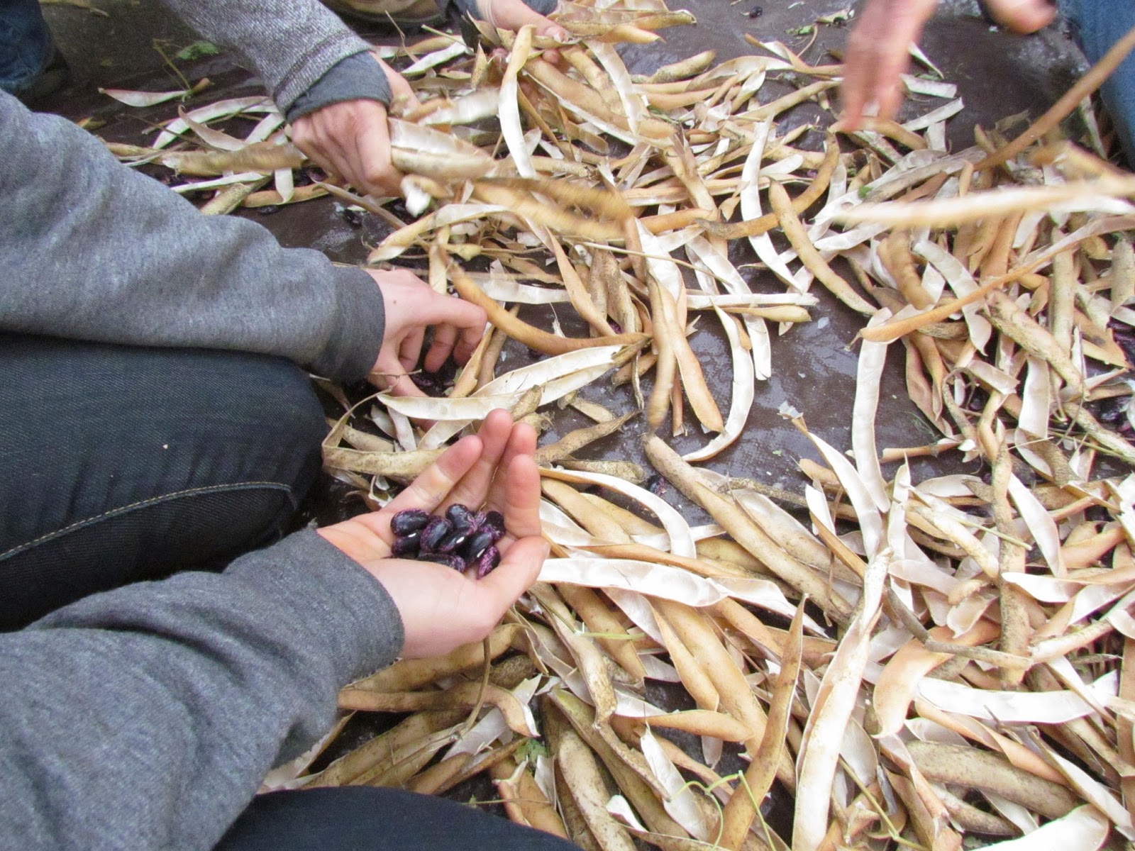 Seed Revolution Now!: Working Together To Build The California Seed Network