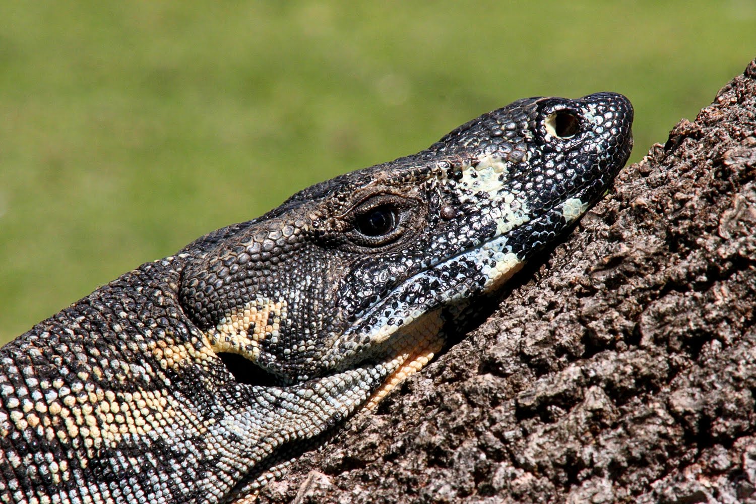 Images by Christine Walsh: Monitor Lizards (Goannas)