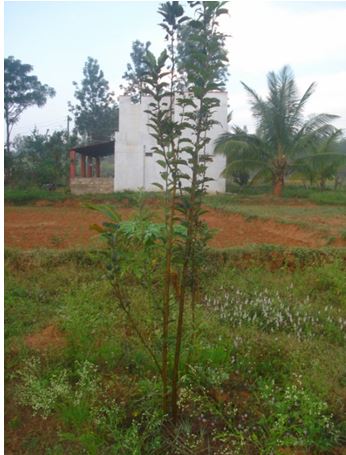 AROUND THE WORLD FOR FRUITS, FRIENDS AND NEW EXPERIENCES: TAKING APPLE ...