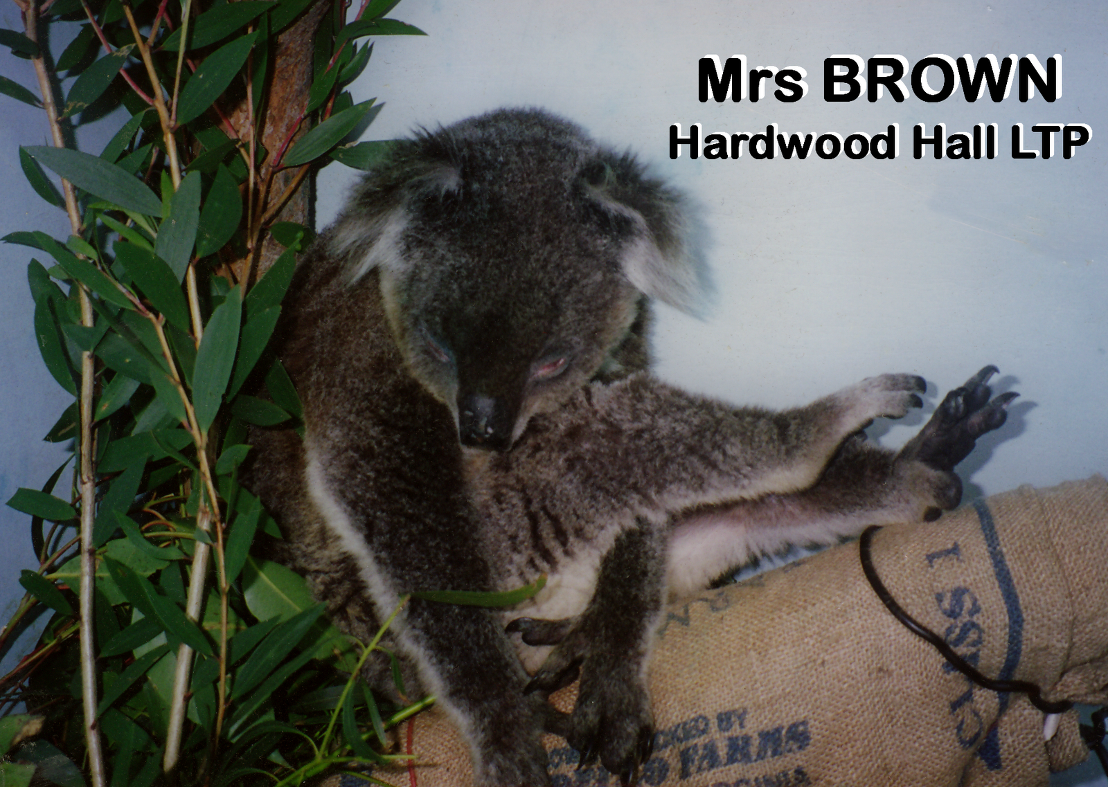 Tilligerry Habitat: Koalas,their life and HKPS