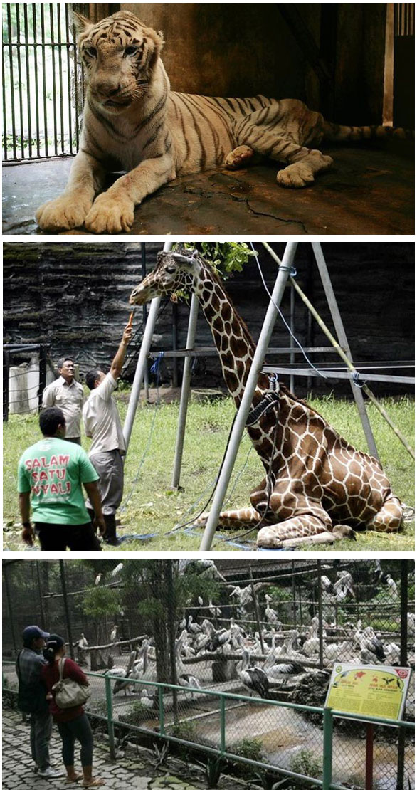 Gambar Lukisan Haiwan Di Zoo - Contoh Gambar Lukisan