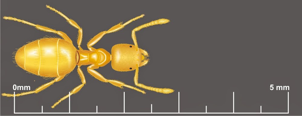 - Ants of Southern Africa -: Ants up to about 5 mm long