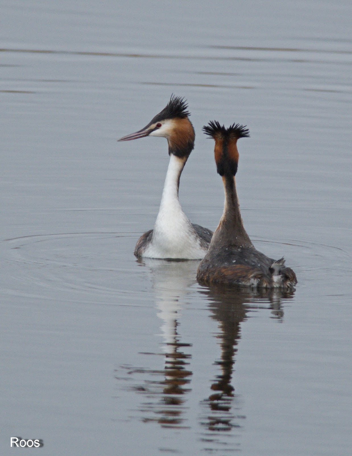 Natuur, cultuur en alles wat boeit ...: Baltsende futen, De Luysen