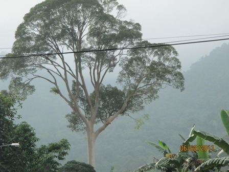 Sarawakiana@2: The Special Tapang Tree of Serian