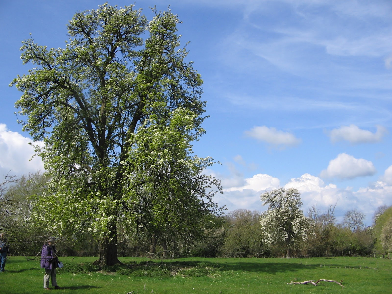 Rockingham Forest Cider: Perry Pear Blossom