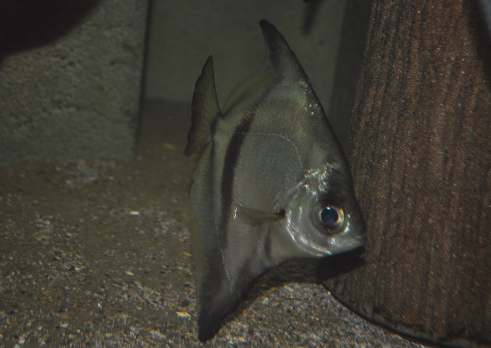 ZOOTOGRAFIANDO (6.096 ANIMALS): PEZ LUNA AFRICANO / AFRICAN MOONEY ...