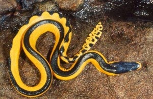 ULAR LAUT PERUT KUNING