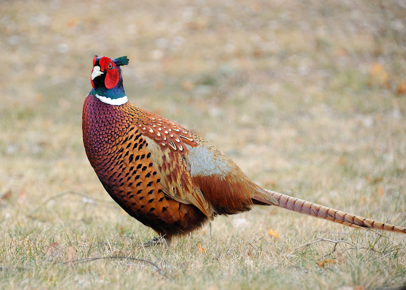 What Good Am I: Fasan