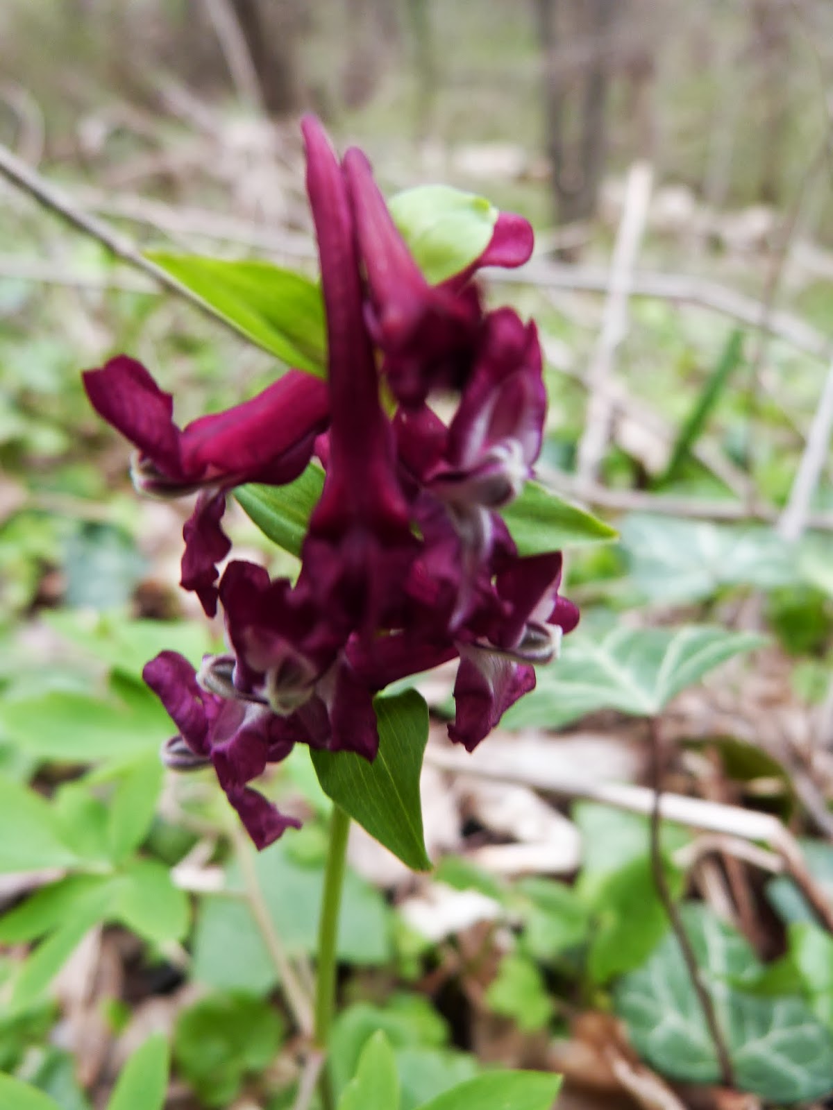 Frumusetile naturii: Brebenel (Corydalis cava)