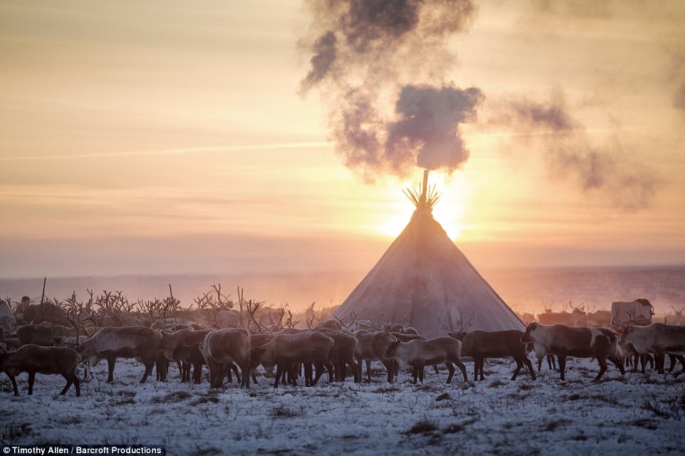 White Wolf : Stunning pictures showcase annual reindeer migration of ...