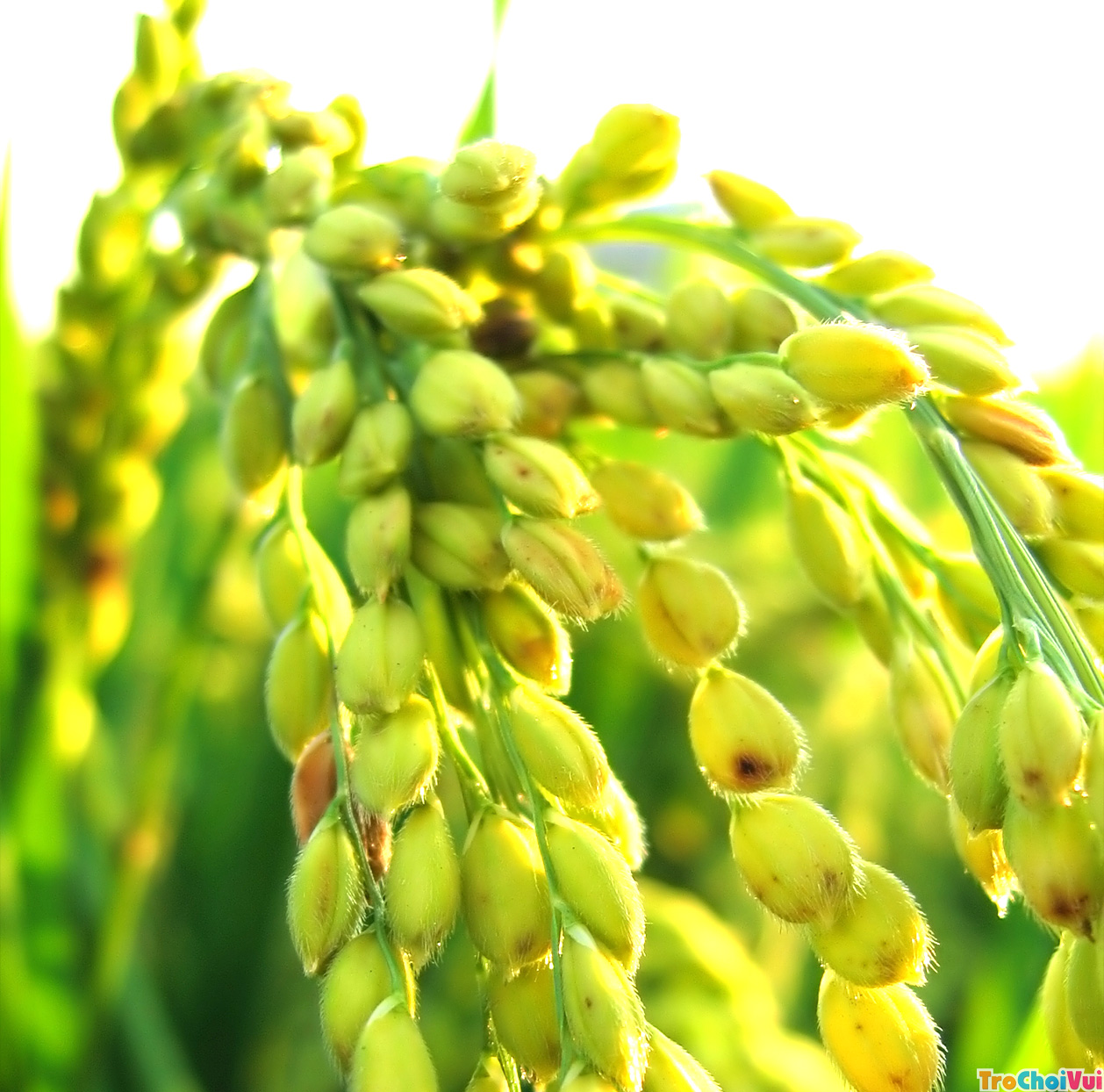 Làng Lúa,làng Hoa,Mùa Xuân. - HAN TIMES