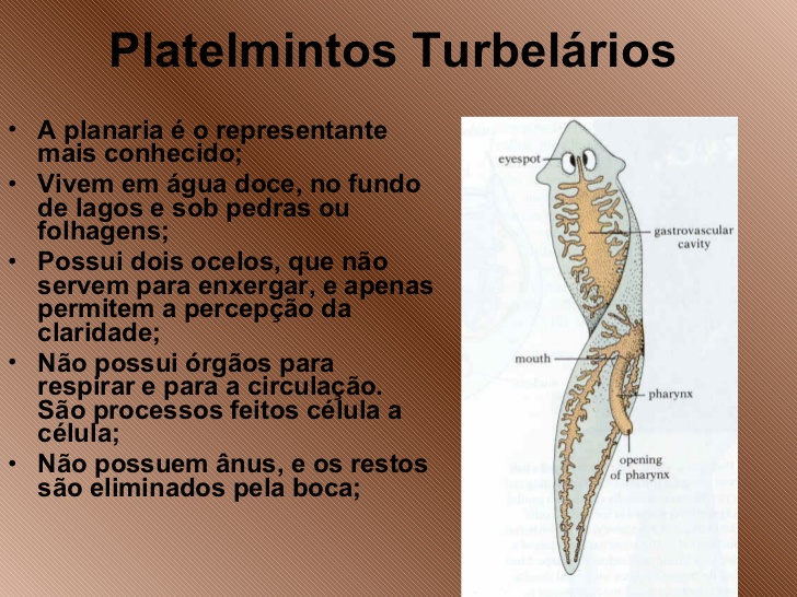 Filo platelmintos | Biologia: A ciência da vida