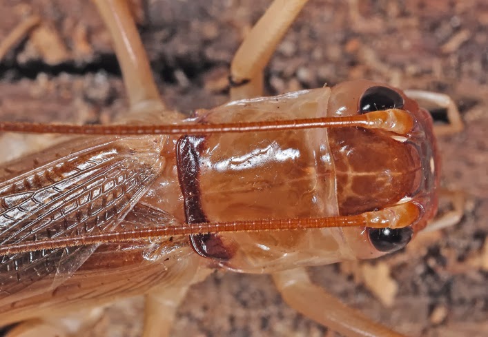 BunyipCo: A Gynandromorph: This is a case where Arthur is Martha!