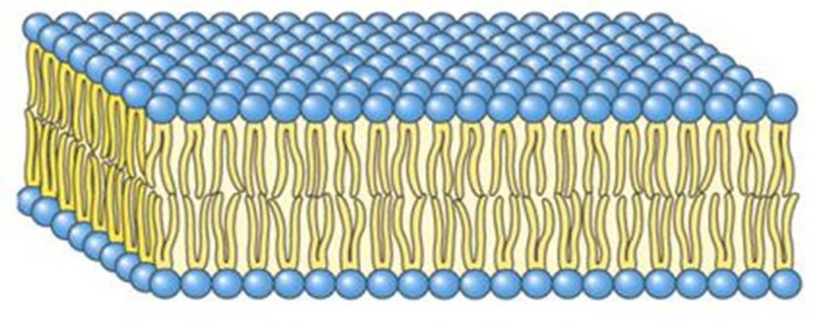 Biomembranas: composición lipídica y propiedades - Biología
