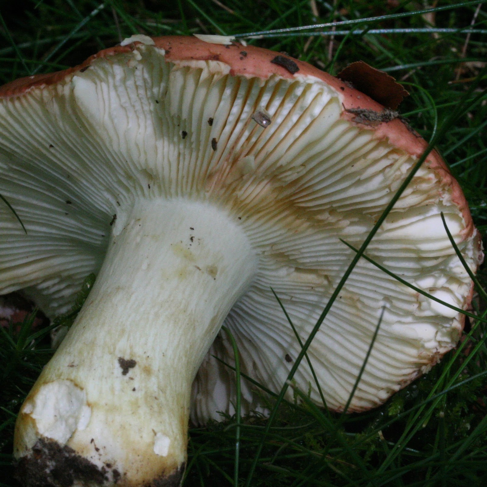 Guía de Setas y Hongos de Navarra.: Russula faginea Romagn