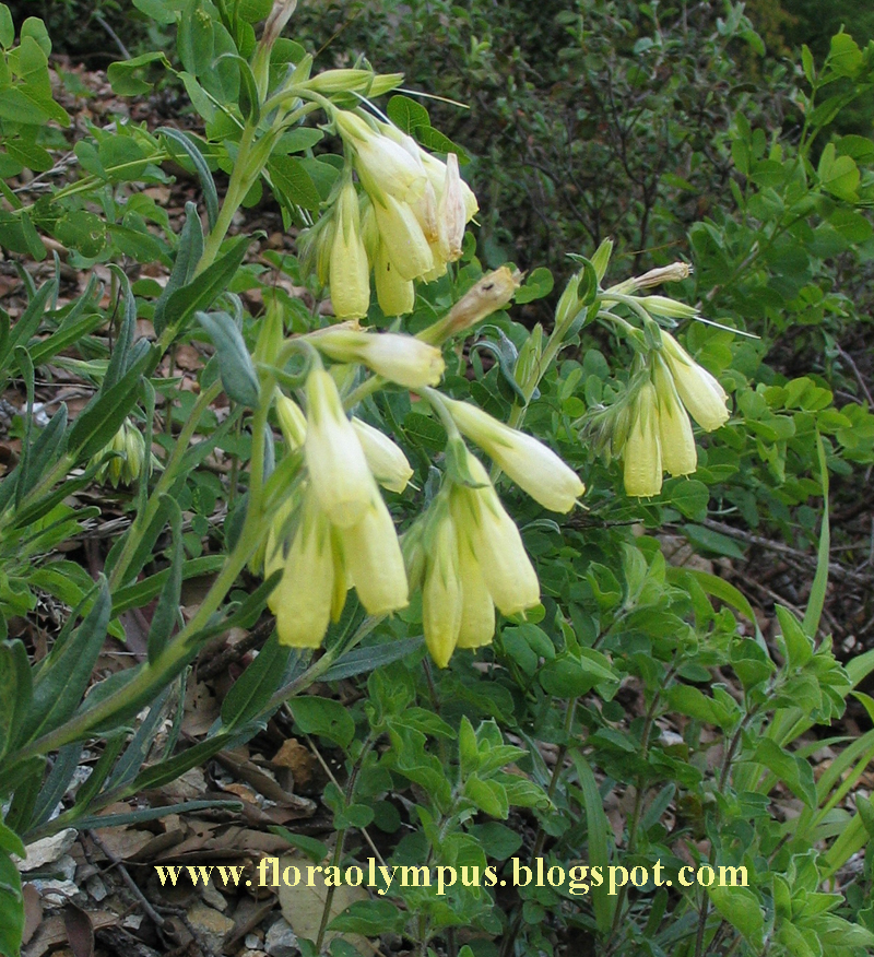 αγριολούλουδα του Ολύμπου: Όνοσμα - Onosma heterophylla Griseb.