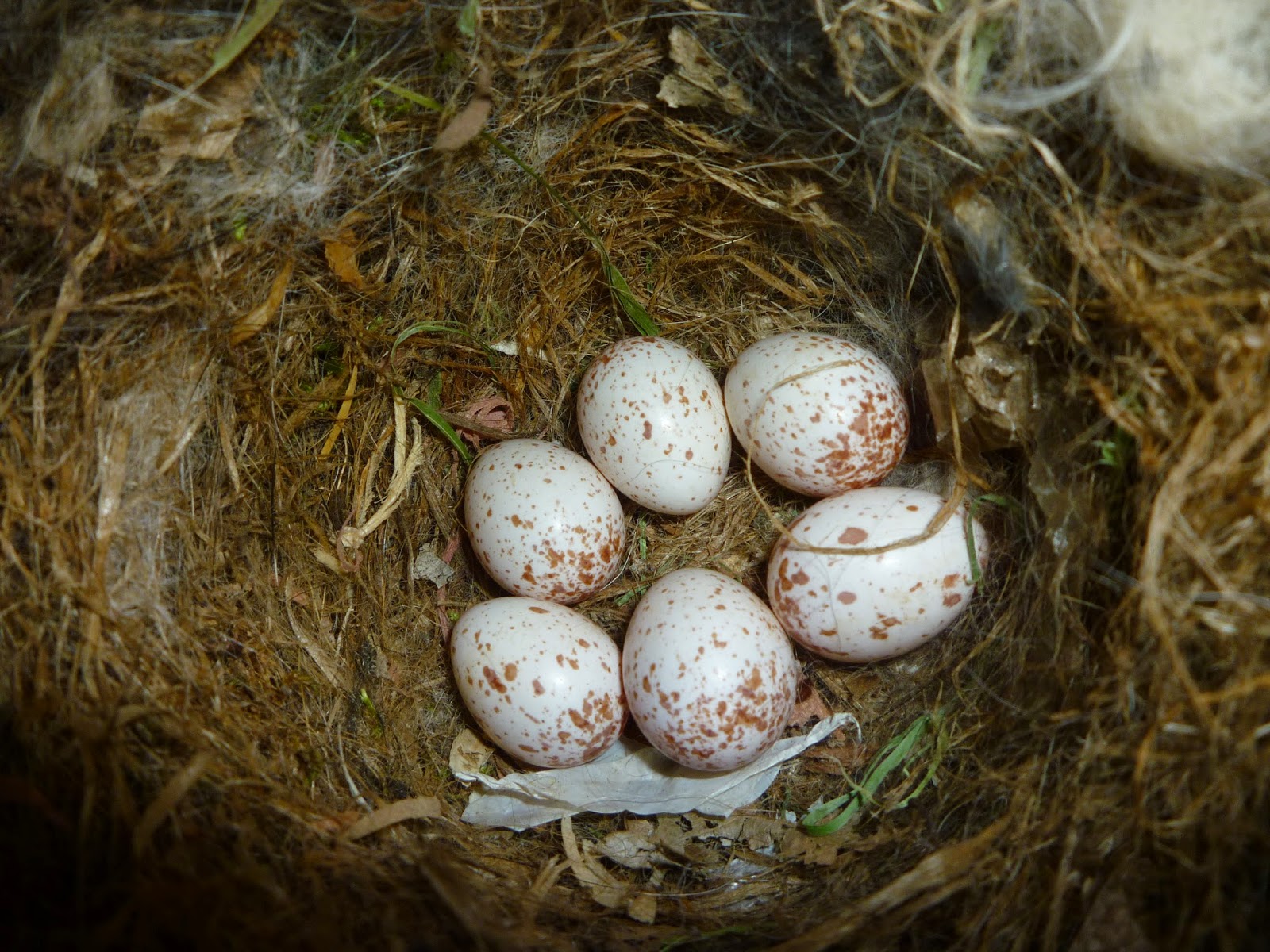 From Bluebirds to Turtles: CONTENT OF BIRD NESTS ON APRIL 16TH AND 23TH