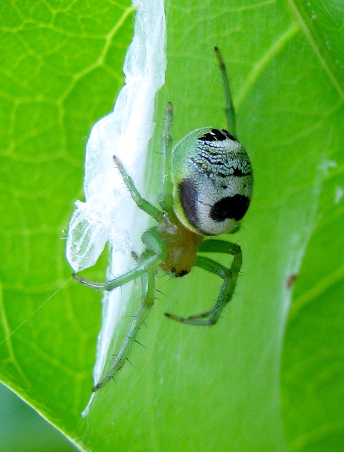 Exploring the Endangered Wonders: My Magnificent Spiders - Part 1