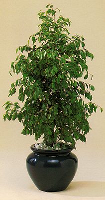 Ficus Benjamina: Ficus Pruning