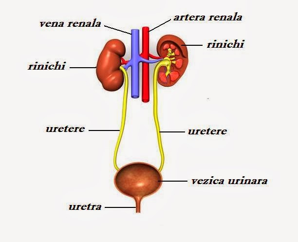 Angel Blue: Sistemul renal