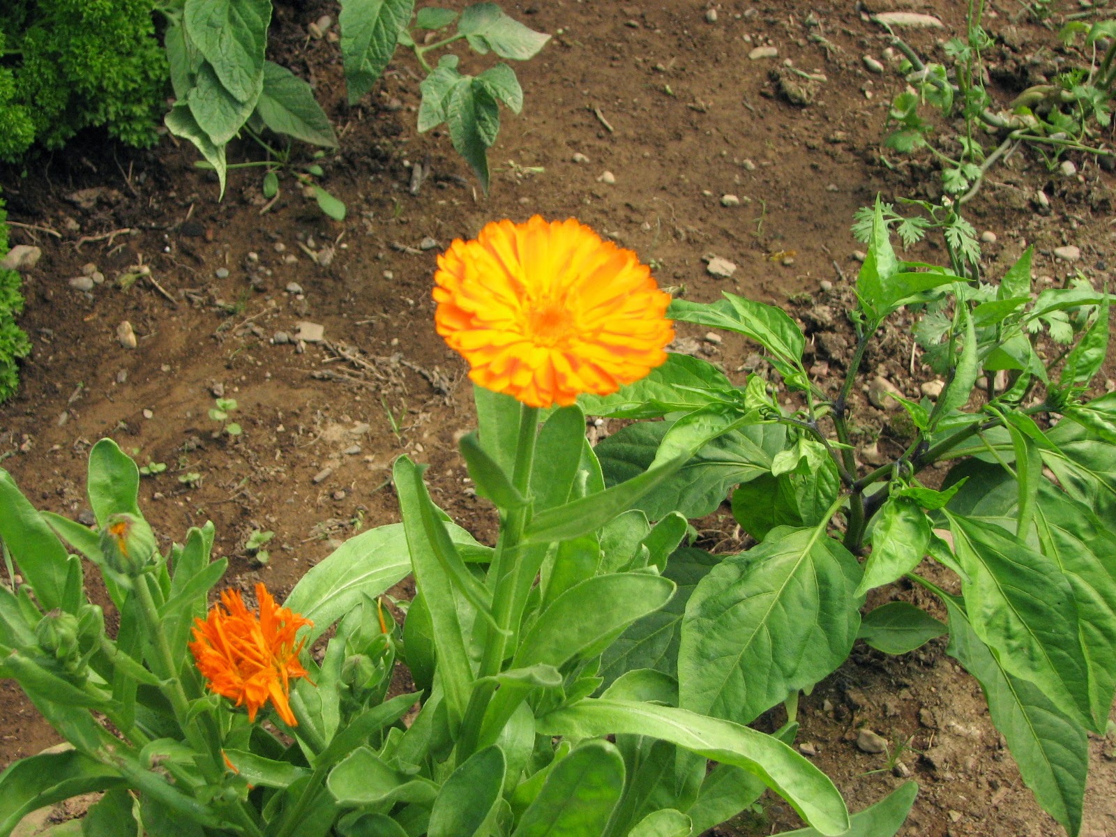 Homegrown Calendula Oil Body Cream | Mountain Top Spice