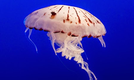 The Presurfer: 12 Bizarre Facts About Jellyfish That Will Blow Your Mind