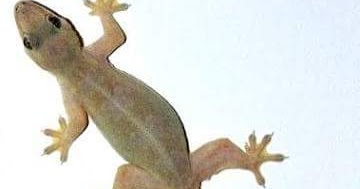 Infounik dan Menarik: cicak