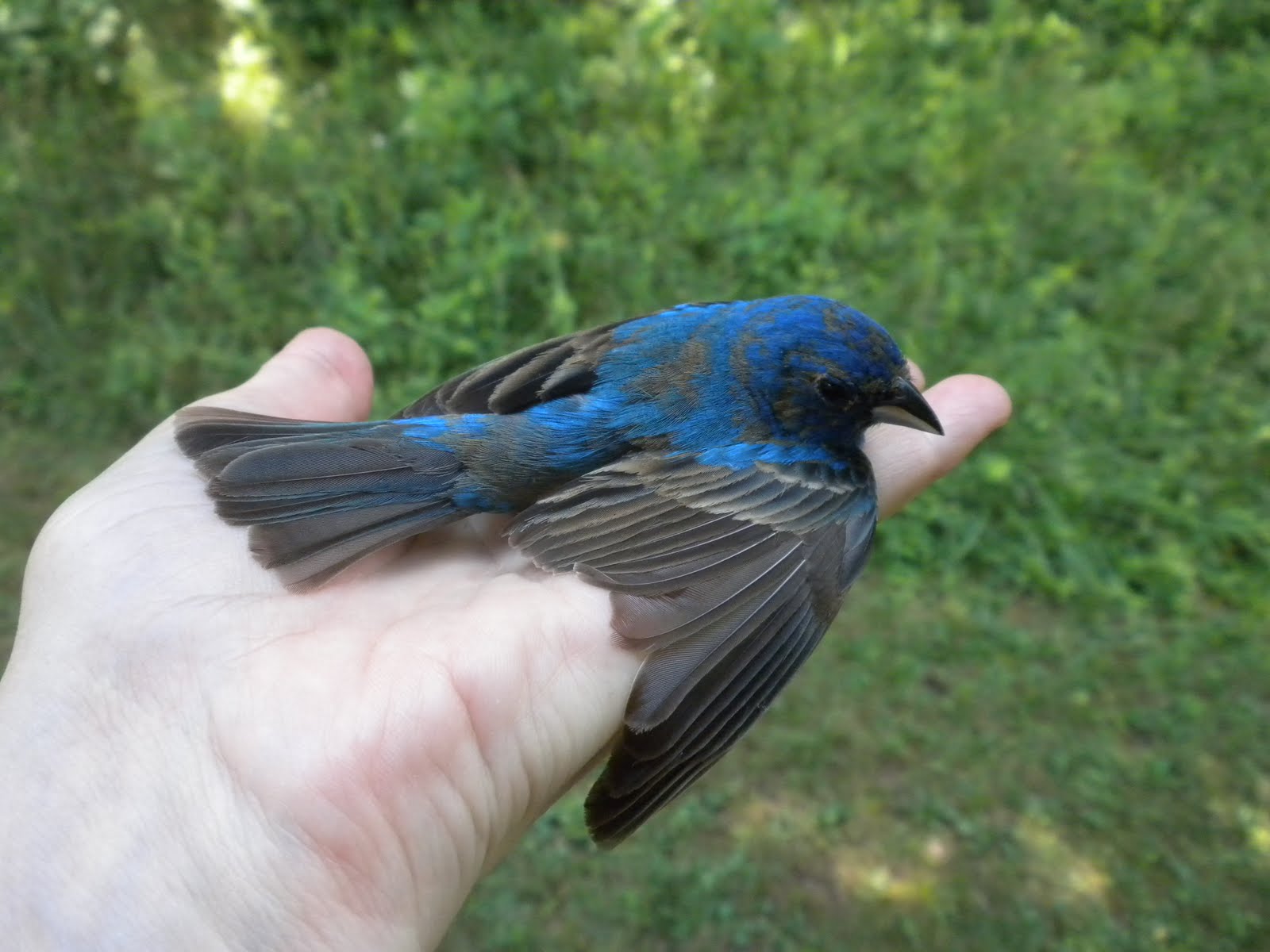 Labyrinth Gal: Baby Bluebird of Happiness